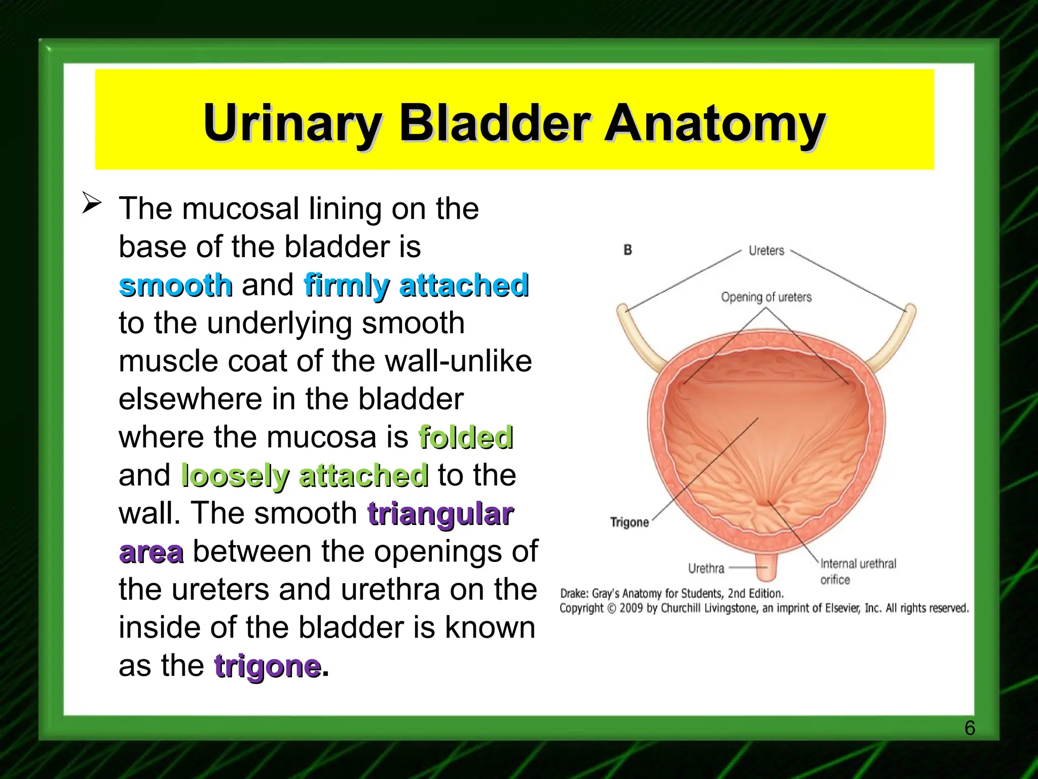Renal Physiology 4(Micturition).ppt anatomy | PPT