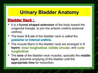 Renal Physiology 4(Micturition).ppt anatomy | PPT