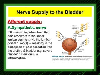 Renal Physiology 4(Micturition).ppt anatomy | PPT