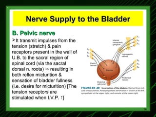 Renal Physiology 4(Micturition).ppt anatomy | PPT