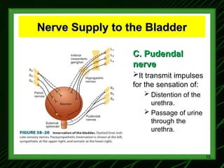 Renal Physiology 4(Micturition).ppt anatomy | PPT
