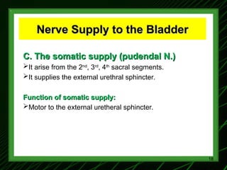 Renal Physiology 4(Micturition).ppt anatomy | PPT