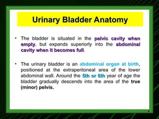 Renal Physiology 4(Micturition).ppt anatomy | PPT