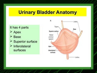 Renal Physiology 4(Micturition).ppt anatomy | PPT