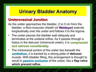 Renal Physiology 4(Micturition).ppt anatomy | PPT