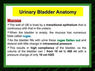 Renal Physiology 4(Micturition).ppt anatomy | PPT