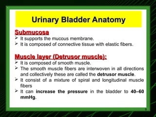 Renal Physiology 4(Micturition).ppt anatomy | PPT