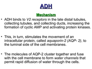 Renal physiology 5 | PPT