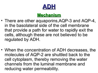 Renal physiology 5 | PPT