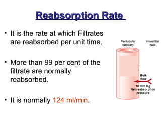 Renal physiology 5 | PPT