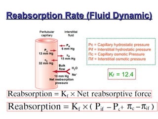Renal physiology 5 | PPT