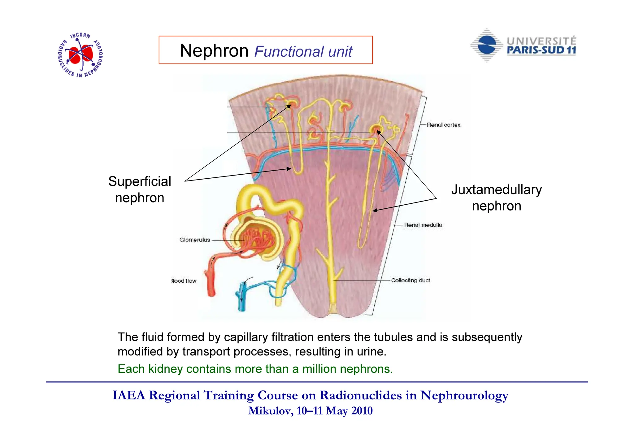 Renal_Physiology_and_pathophysiology_of_the_kidney.pdf
