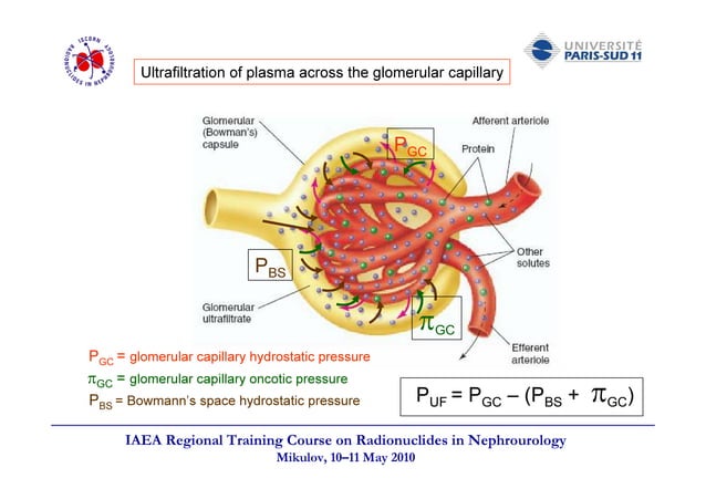 Renal_Physiology_and_pathophysiology_of_the_kidney.pdf