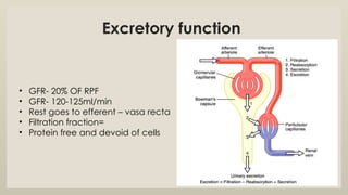 Renal Physiology and its regulation.pptx