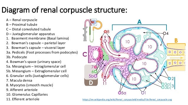 Juxtaglomerular Cell Wikipedia