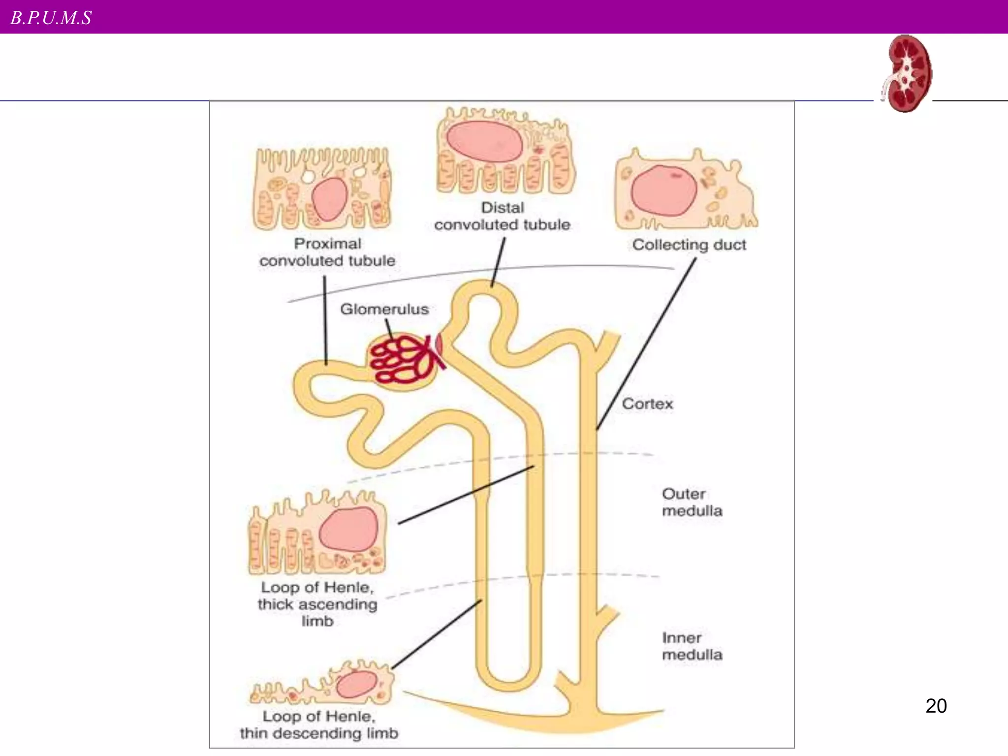 Renal physiology bpums | PPTX