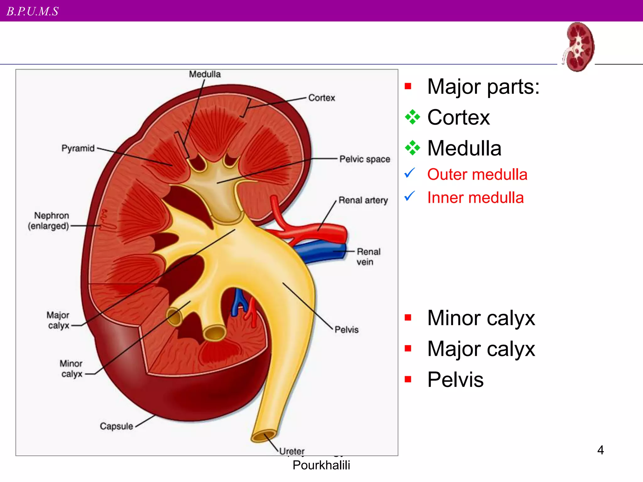 Renal physiology bpums | PPTX