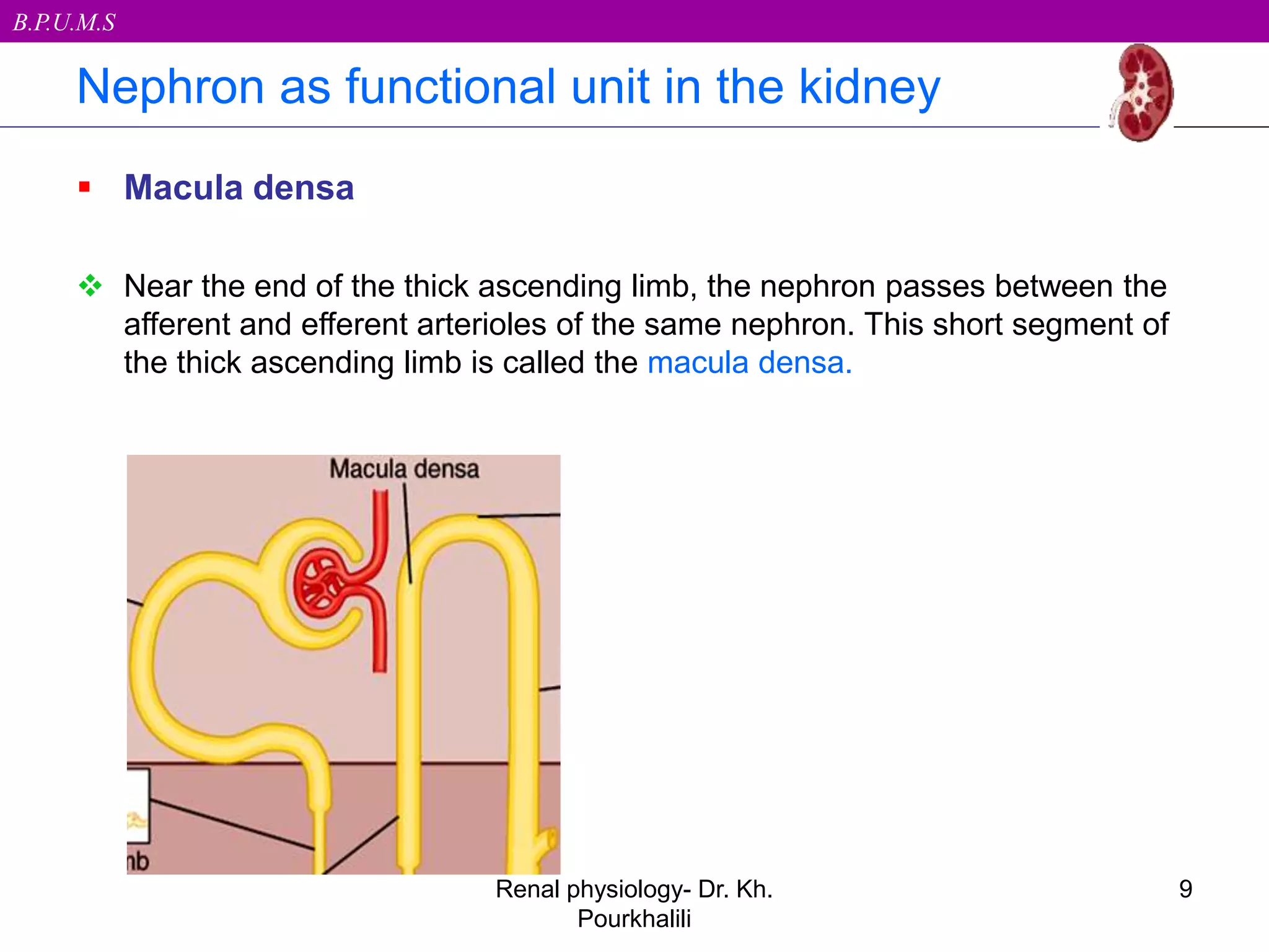 Renal physiology bpums | PPTX