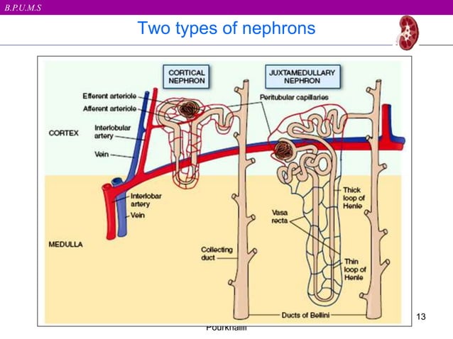 Renal physiology bpums | PPTX