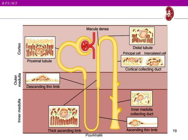 Renal physiology bpums | PPTX