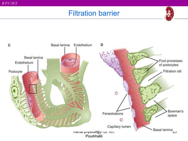 Renal physiology bpums | PPTX