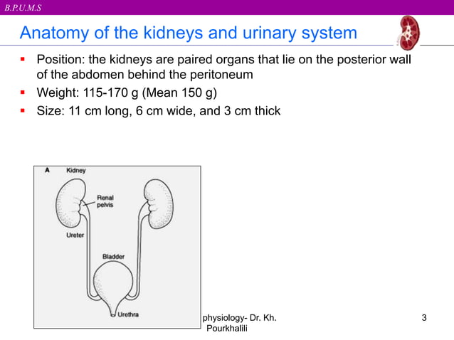 Renal physiology bpums | PPTX