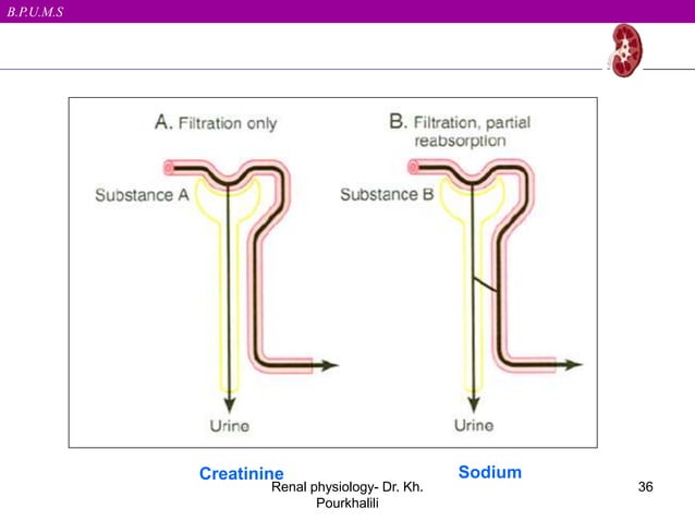 Renal physiology bpums | PPTX