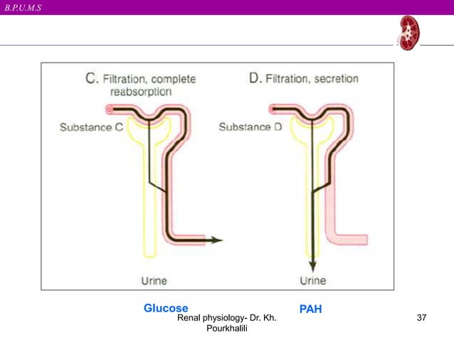 Renal physiology bpums | PPTX