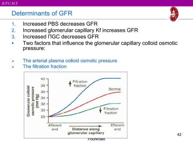 Renal physiology bpums | PPTX