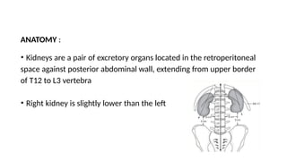 Renal physiology and clinical application | PPTX