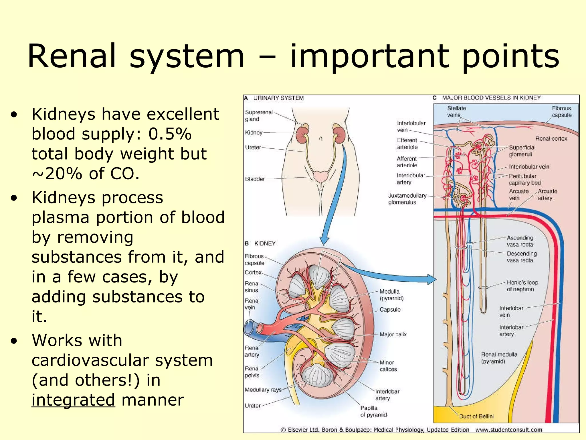 Renal physiology introduction. | PPT