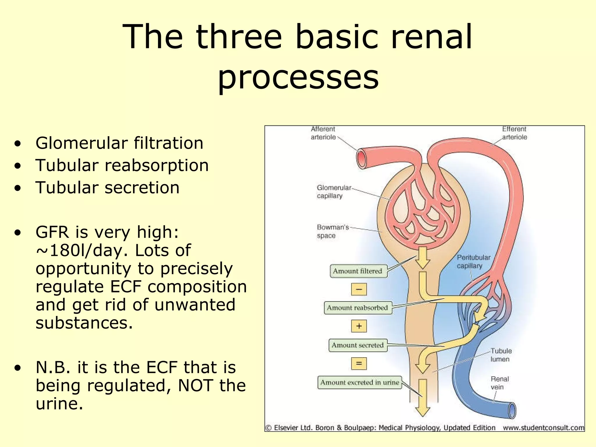 Renal physiology introduction. | PPT