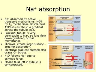 Renal physiology introduction. | PPT