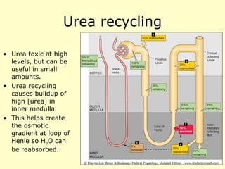 Renal physiology introduction. | PPT