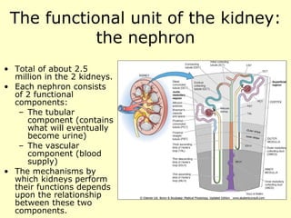 Renal physiology introduction. | PPT