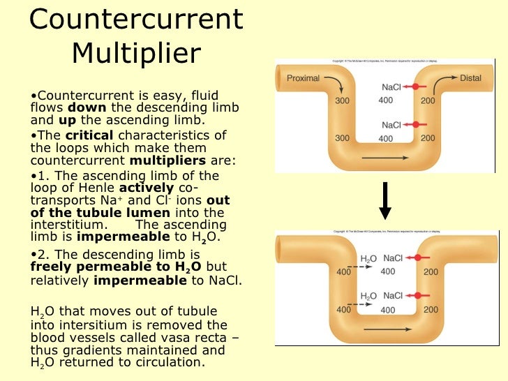 Renal physiology introduction.
