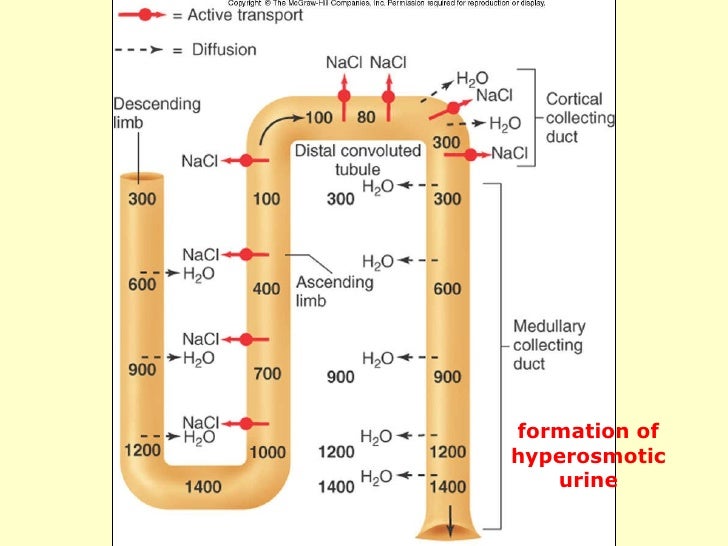 Renal physiology introduction.