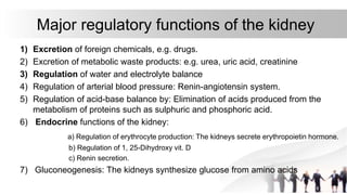 Renal physiology lecture 1 dina | PPT