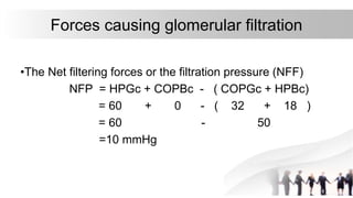 Renal physiology lecture 1 dina | PPT