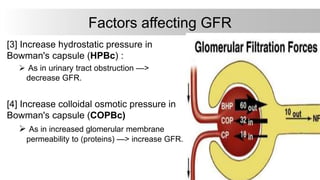 Renal physiology lecture 1 dina | PPT