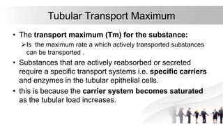 Renal physiology lecture 2 dina | PPTX