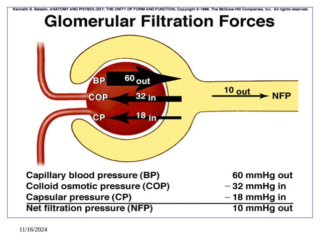 renal physiology power point presentation | PPTX | Chemistry | Science