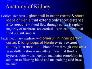 Renal Physiology Overview powerpoint presentation | PPT