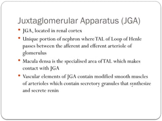 Comprehensive Overview of the Nephron and Renal System Functions | PPTX