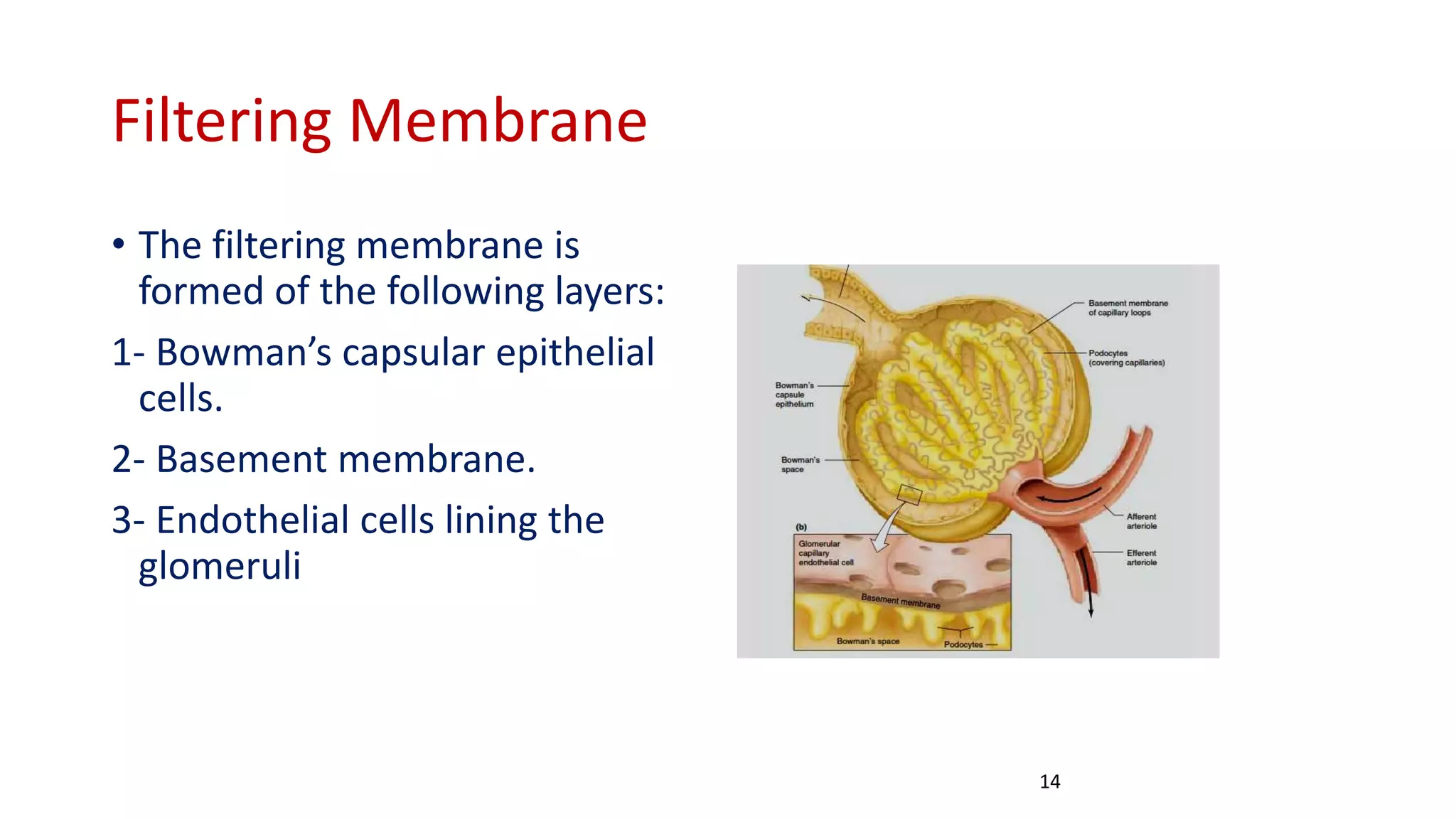 Renal physiology, renal blood flow, autoregulation, golmerular ...