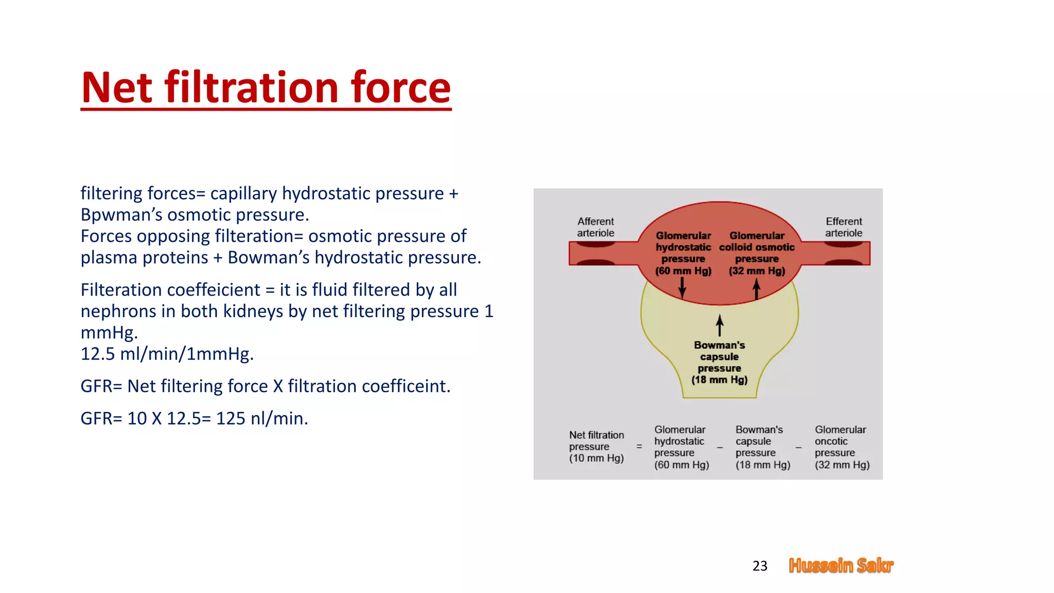 Renal physiology, renal blood flow, autoregulation, golmerular ...