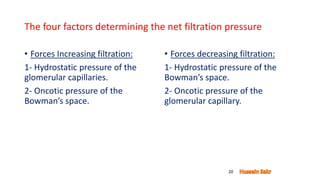 Renal physiology, renal blood flow, autoregulation, golmerular ...