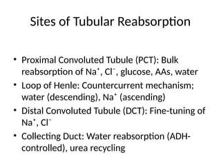 Renal_Physiology_Tubular_Reabsorption.pptx