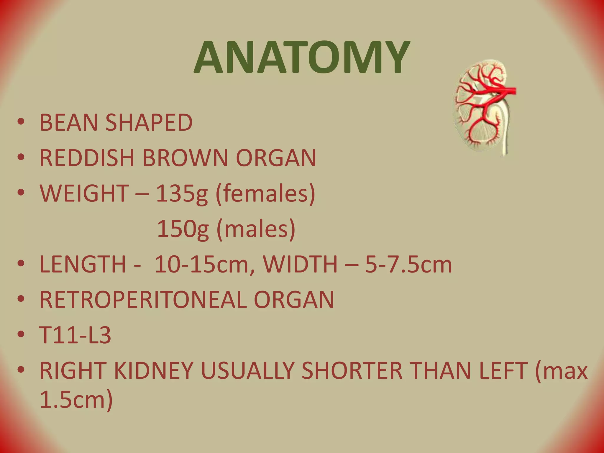 Renal anatomy and physiology seminar and chronic and acute kidney ...
