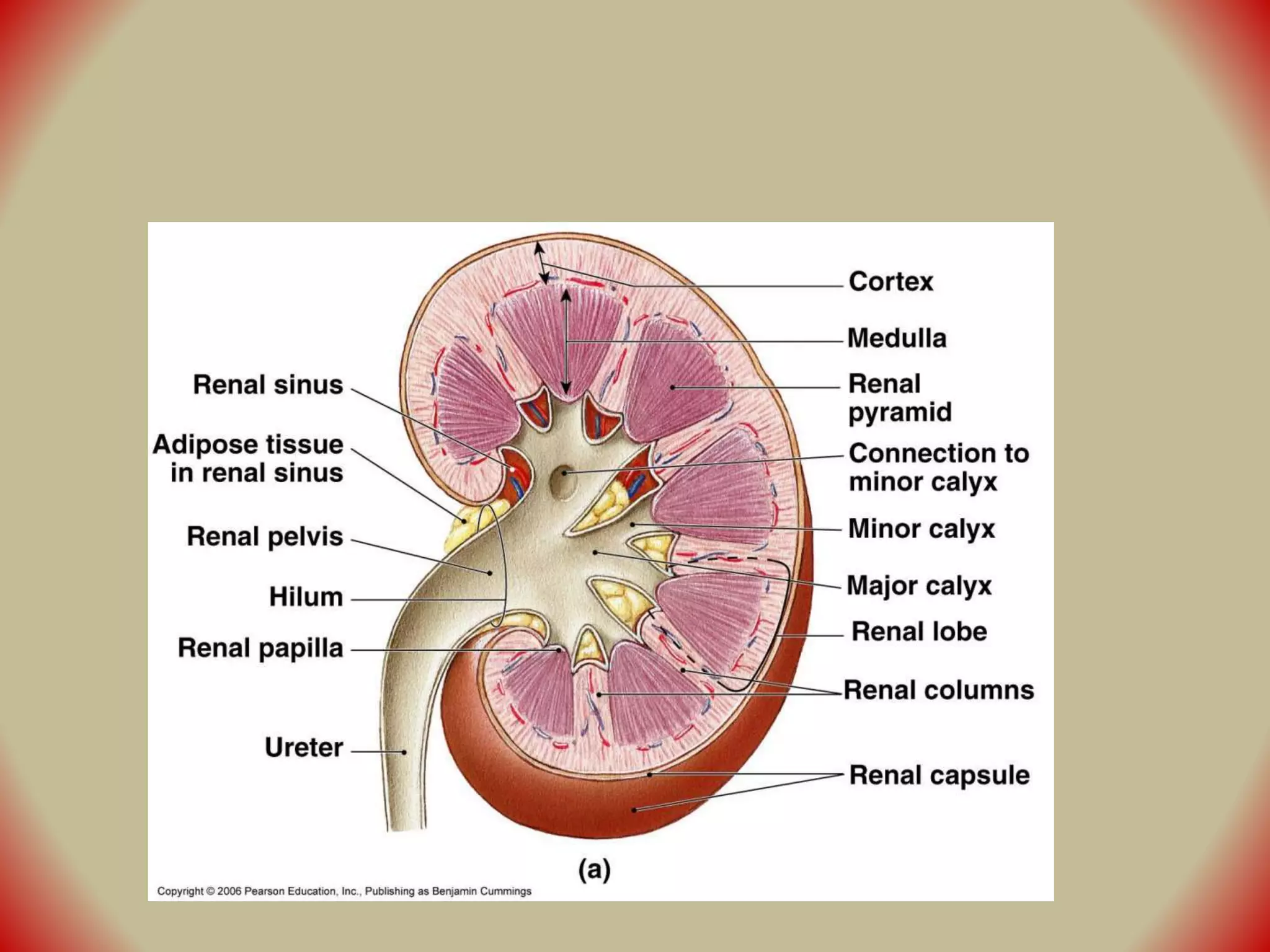 Renal anatomy and physiology seminar and chronic and acute kidney ...